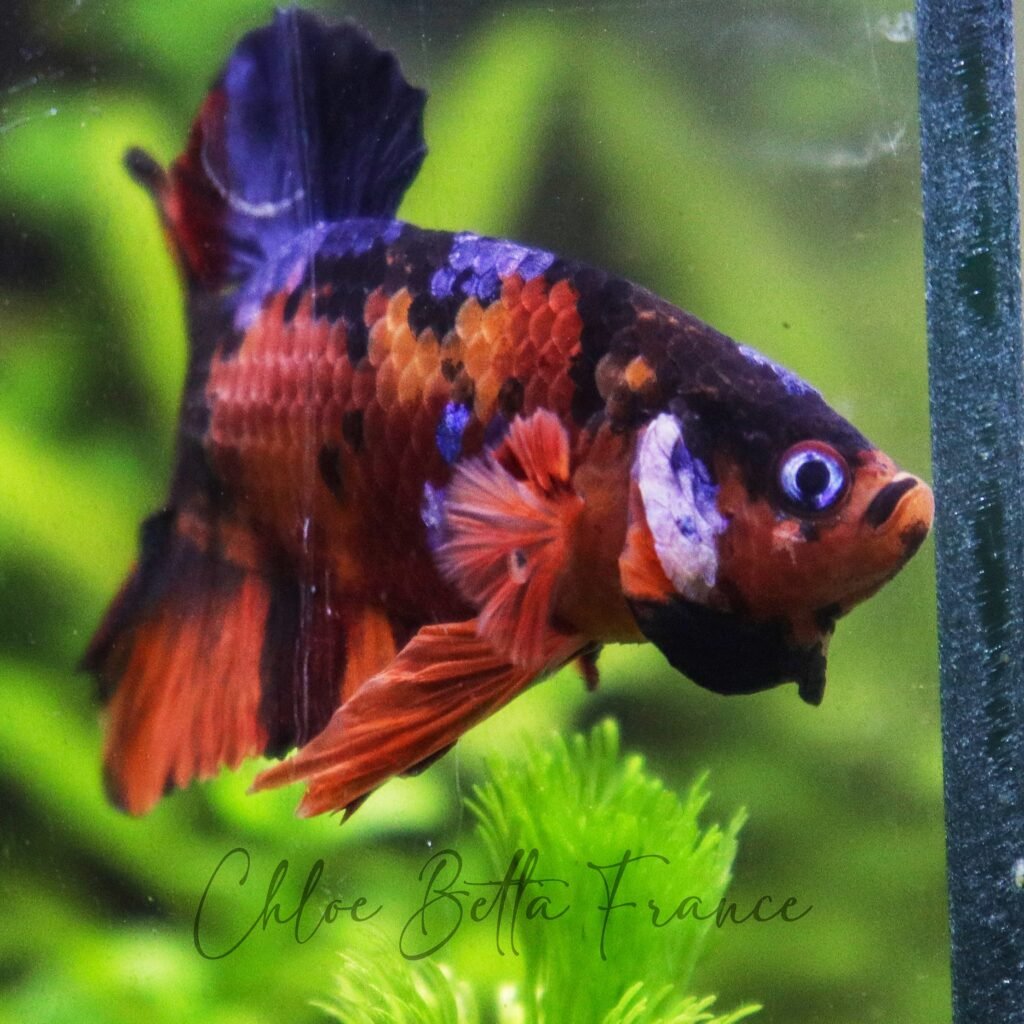 Betta Splendens Mâle Nemo Galaxy - 1poisson