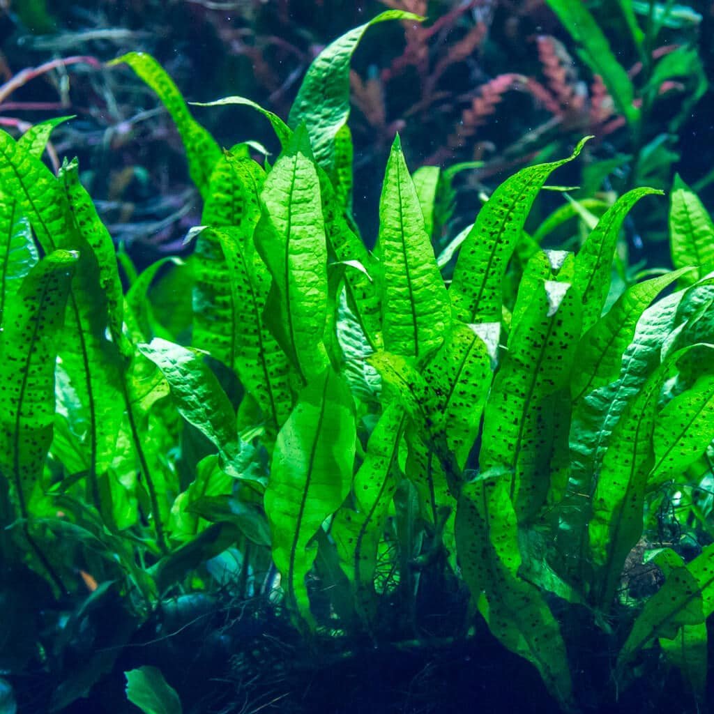 plante aquarium microsorum - 1poisson