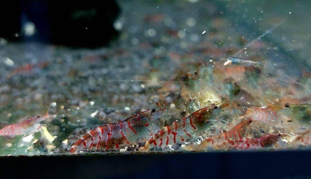 Tiger Red - 1poisson