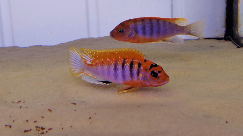 Labidochromis hongi red top, Labidochromis careleus - 1poisson