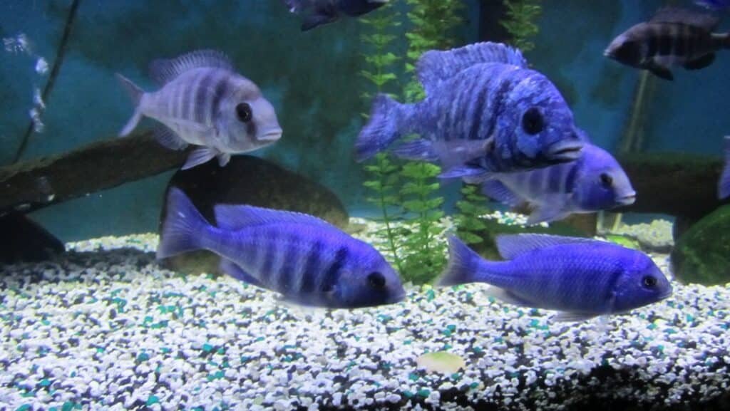 Poissons cichlides du lac Malawi placidochromis phenochilus mdoka ...