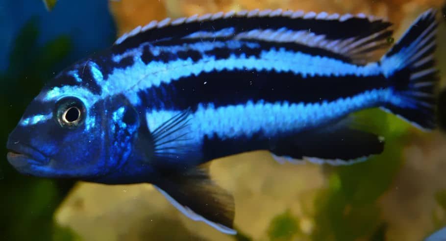 Poissons cichlides malawi Pseudotropheus maingano , perspicaux ndubi ...