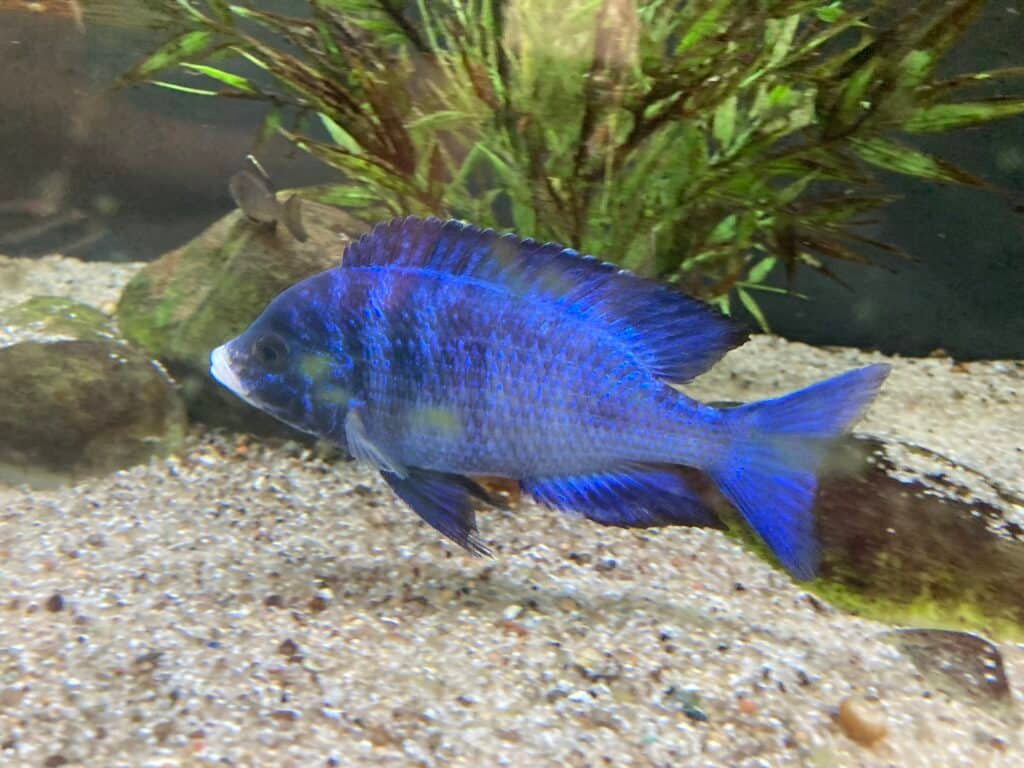 Poissons cichlides du lac Malawi - 1poisson