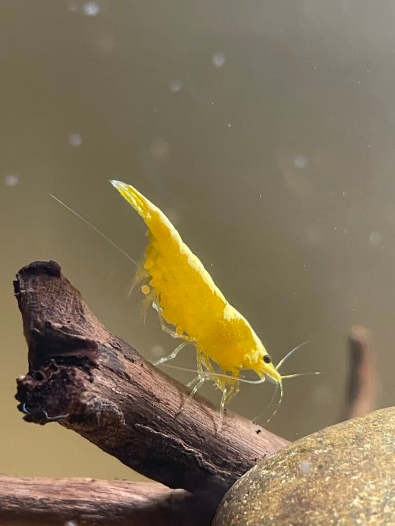 Yellow Fire Neon Crevette - Crevette néon jaune - Neocaridina davidi ...