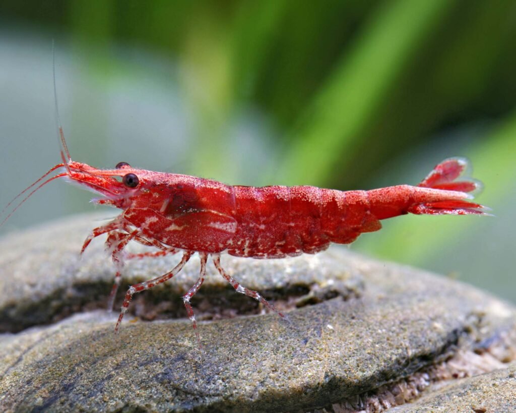 Neocaridina "Red Fire" - 1poisson